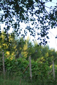 Those Hidden Finds….Frithsden Vineyard. – Promise To Carry The Cases