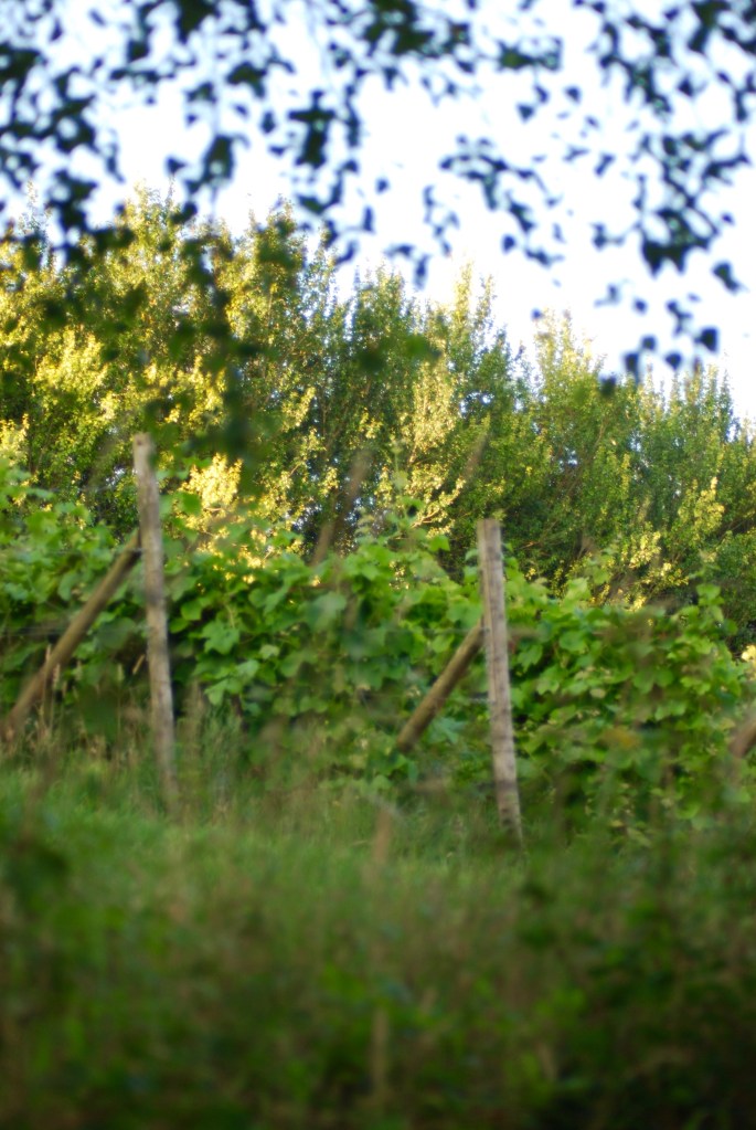 Those Hidden Finds….Frithsden Vineyard. – Promise To Carry The Cases