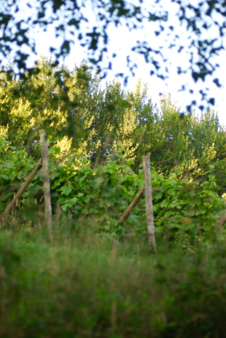 Those Hidden Finds….Frithsden Vineyard. – Promise To Carry The Cases
